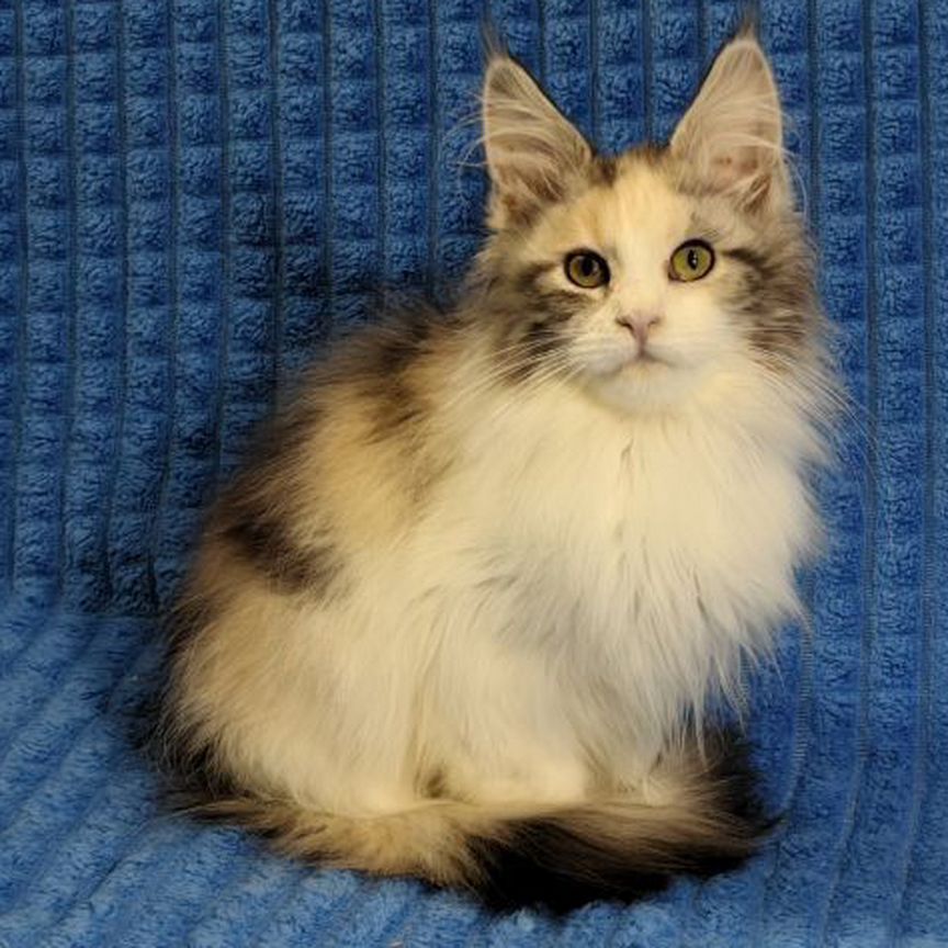 Мейн-кун котёнок