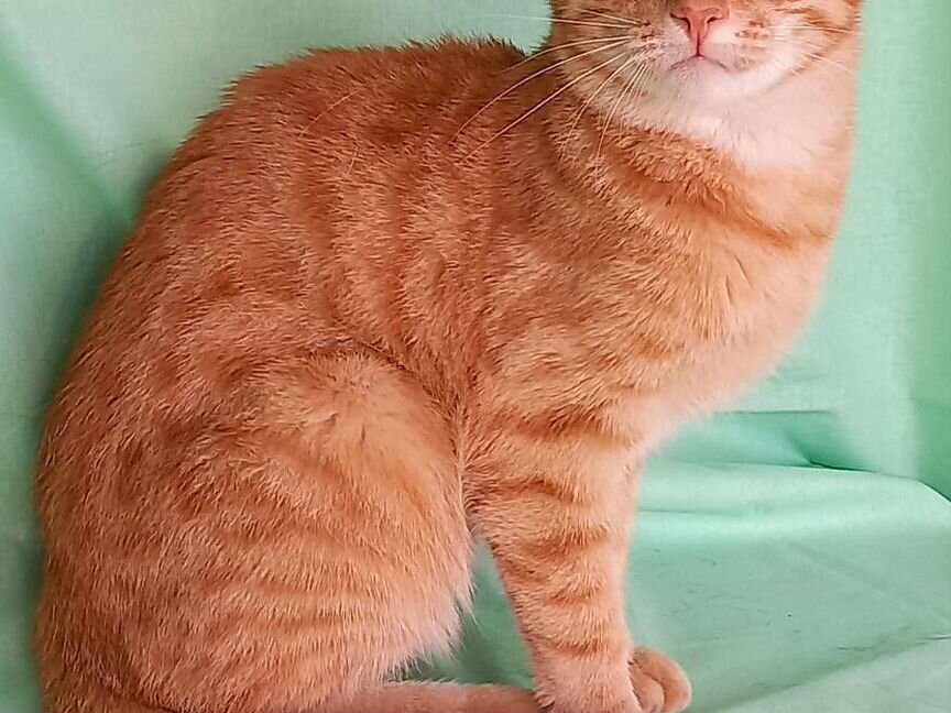 Мышелов Коржик ищет работу