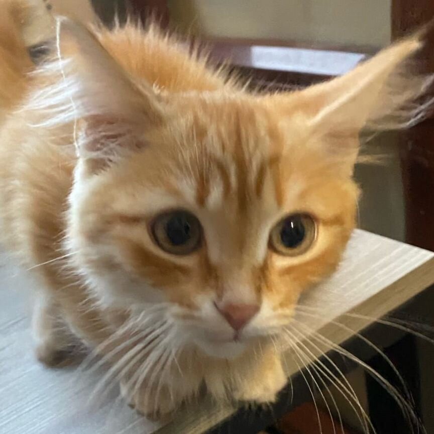 Котята
