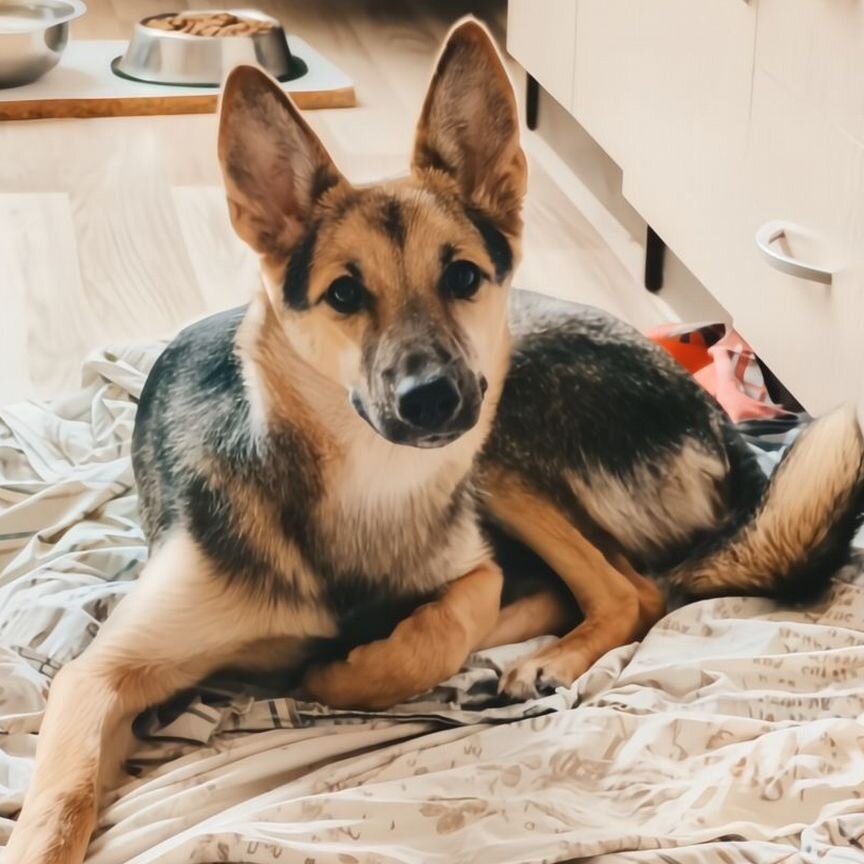 Бельгийская овчарка, щенок