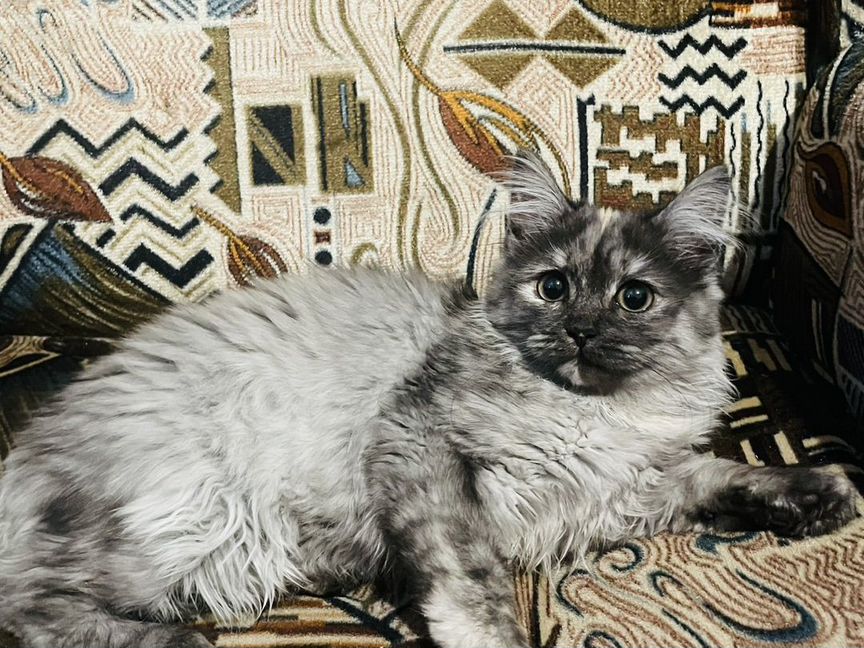 Две чудные кошечки