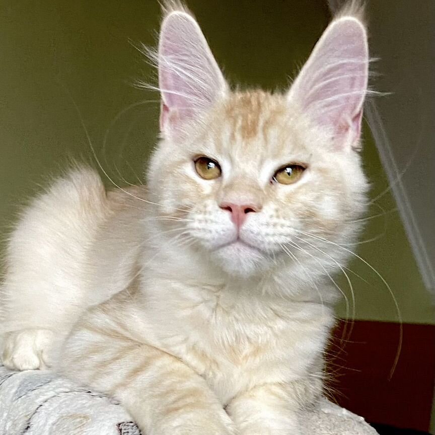 Котенок мальчик мейн-кун