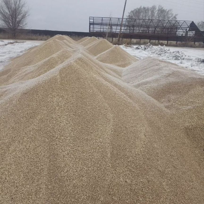 Зерно пшеница