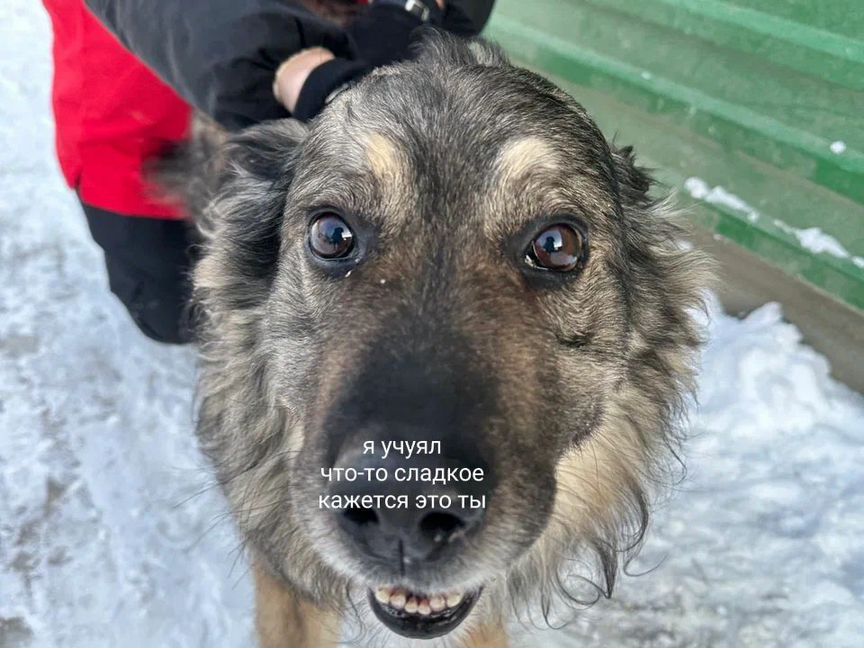 Ласковые собачки мёрзнут в приюте