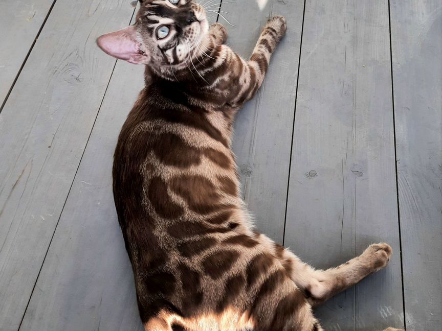 Бенгальская уголь сепия кошка