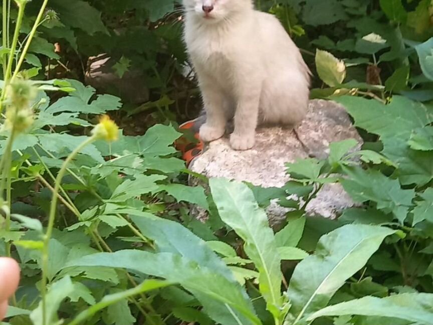 Брошенные котята