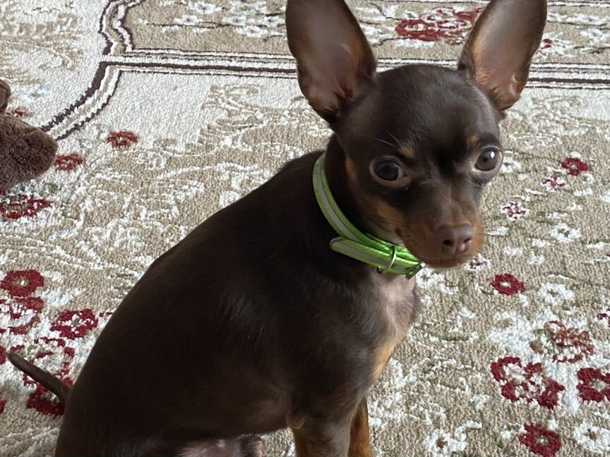 Вязка той-терьер