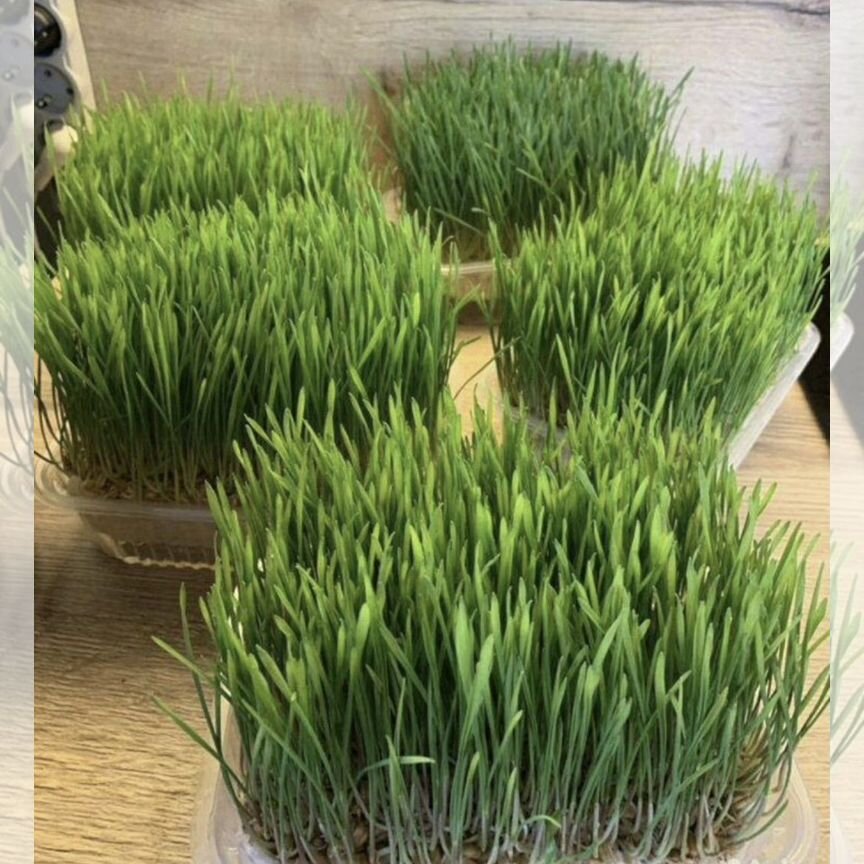 Пророщенная пшеница