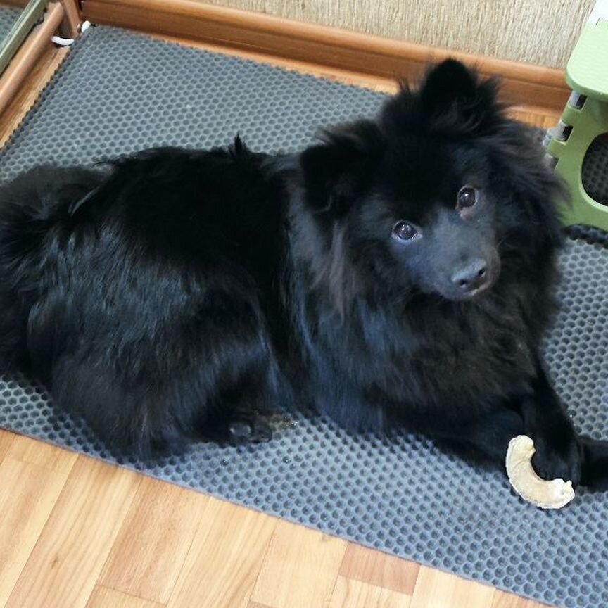 Немецкий шпиц, щенок