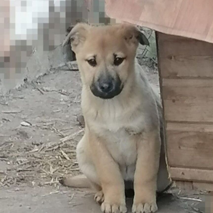 Щенок в добрые руки
