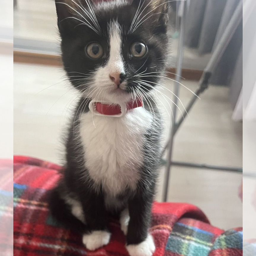 Черный котенок мальчик