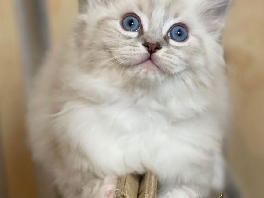 Котенок рэгдолл,мальчик