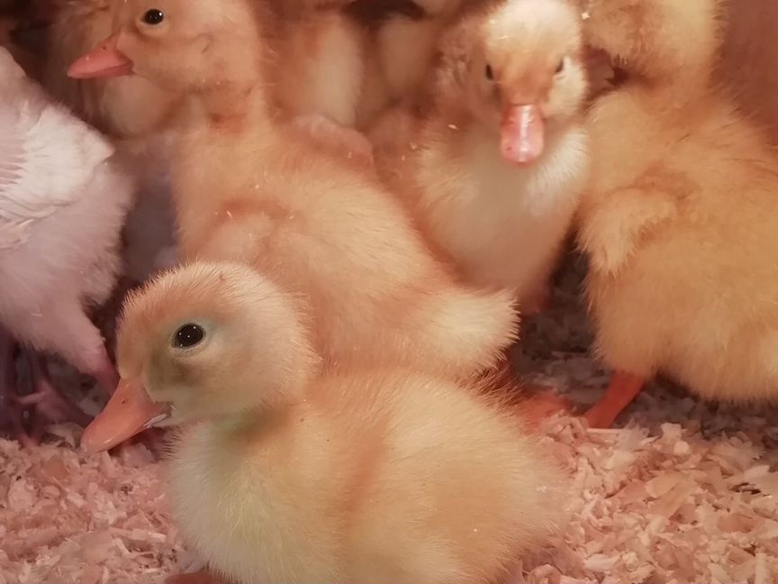 Утята Стар 53