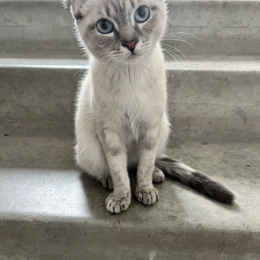 Молодая кошечка