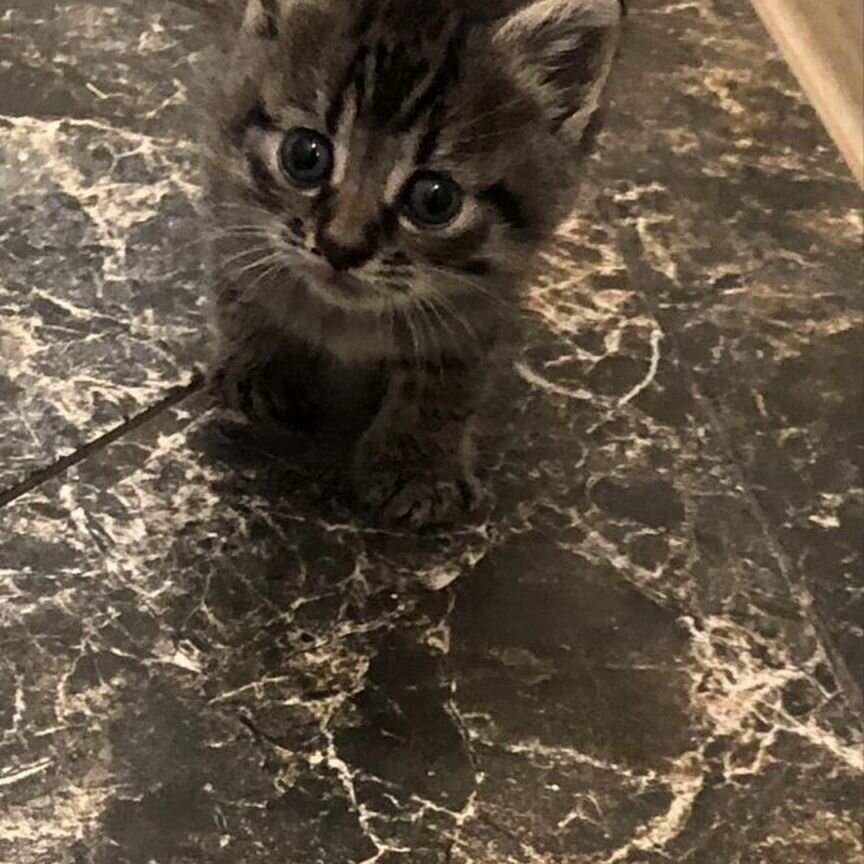 Котята в добрые руки бесплатно