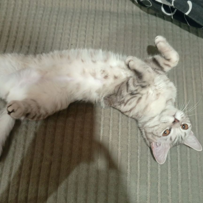 Шатланская кошка чистокровная