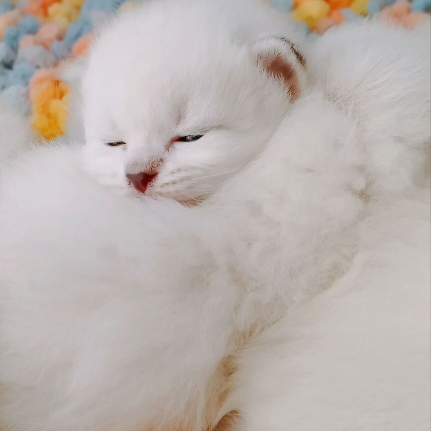Невские маскарадный котята