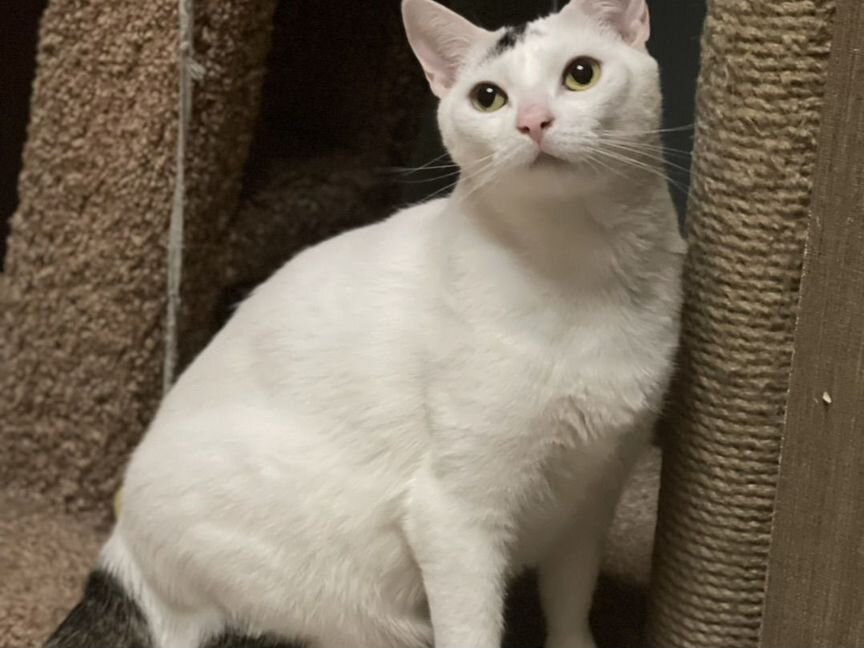 Белый кот 1,5 года