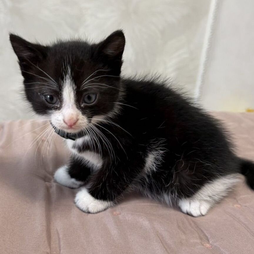 Сибирский котёнок