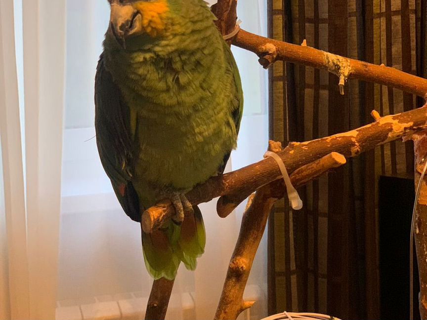 Попугай Амазон