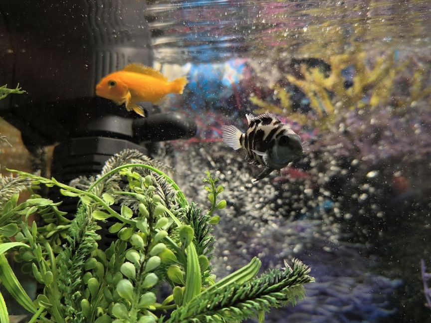 Рыбы аквариумные в добрые руки