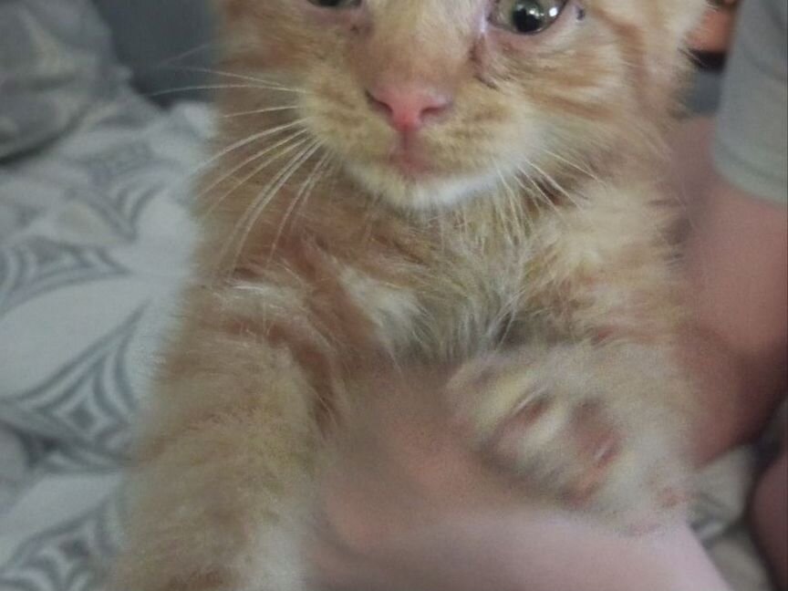 Кот