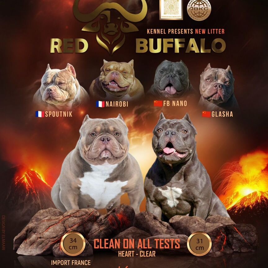 Щенки американского булли. Топ