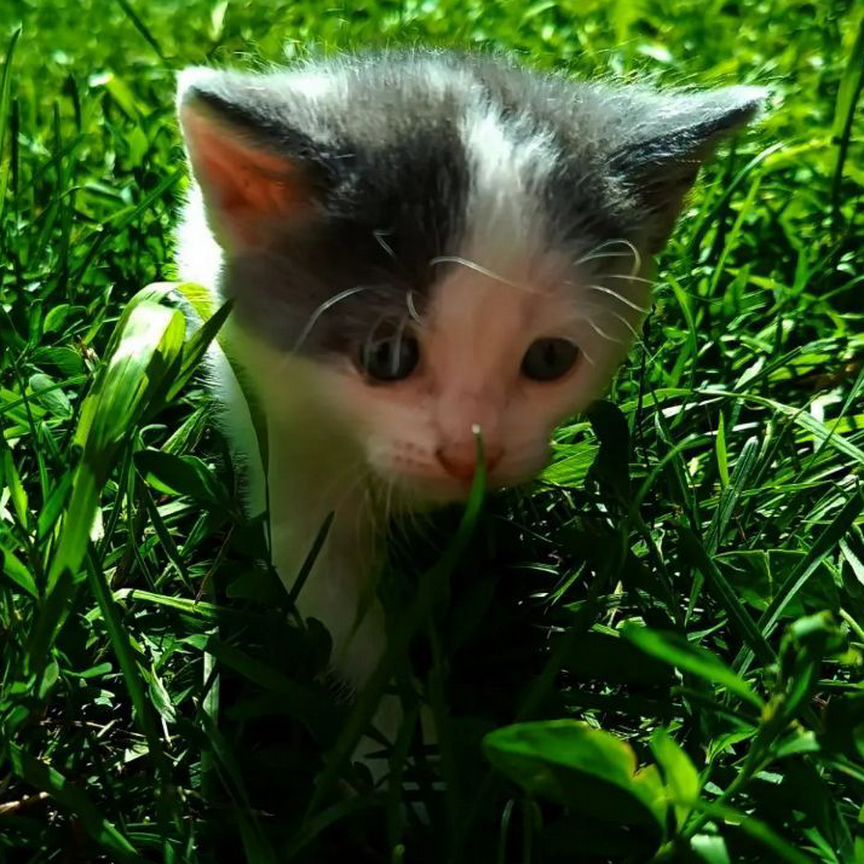 Котёнок в добрые руки