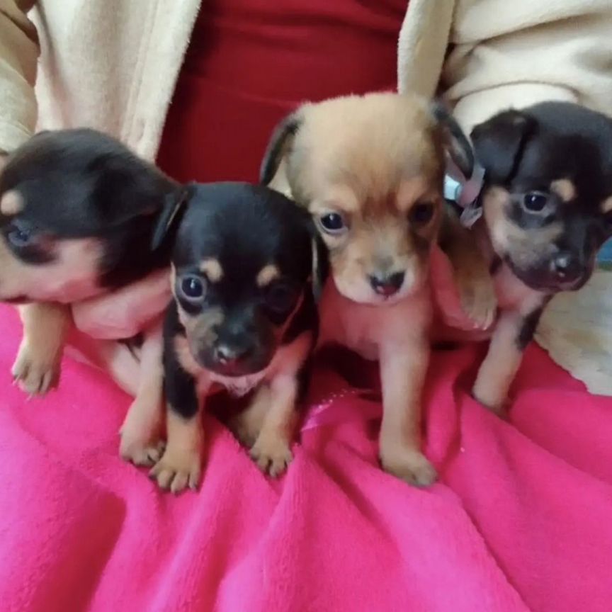 Русский той-терьер, щенок