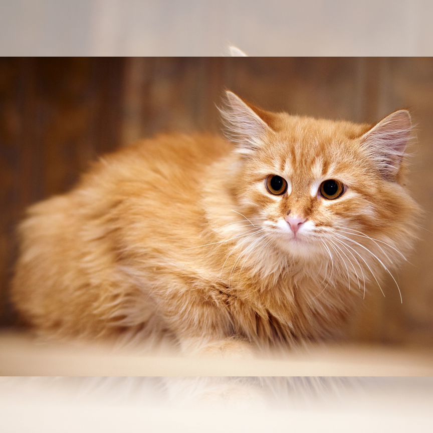 Котик Рыжик 4 месяца