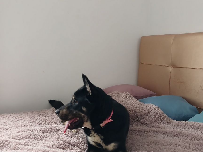 Отдам в добрые руки