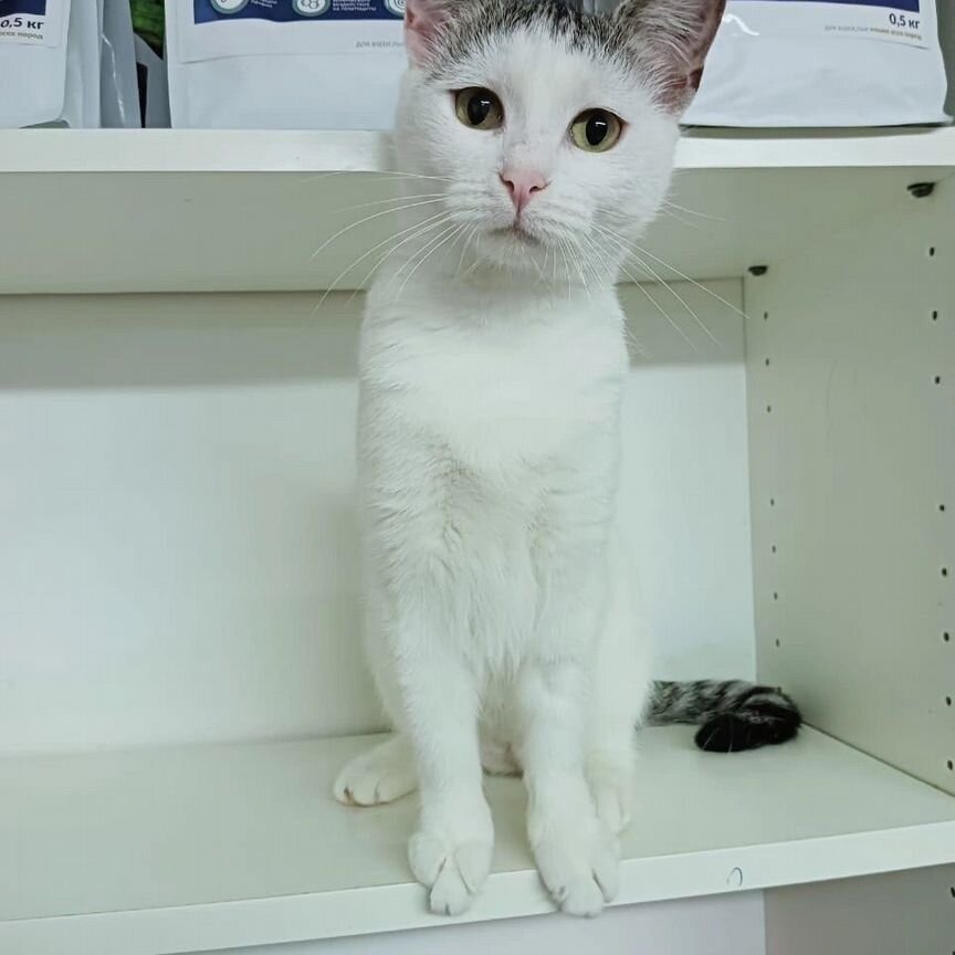 Кошка в добрые руки