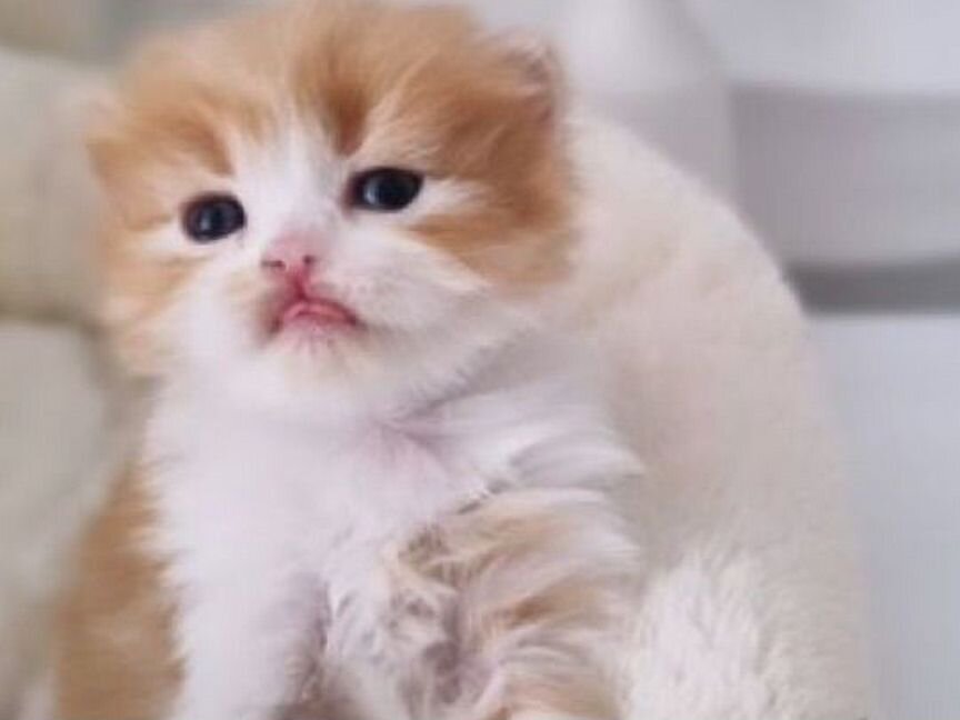 Шотландские вислоухие котята