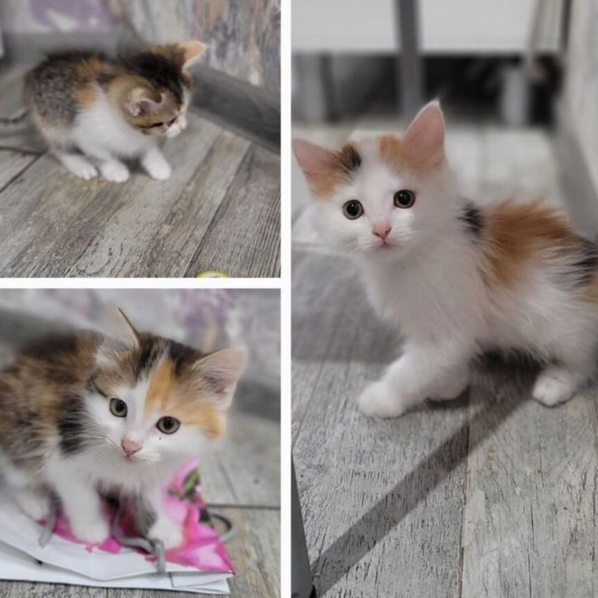Котята в добрые руки бесплатно