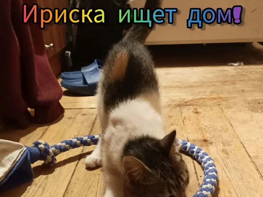 Котенок в добрые руки