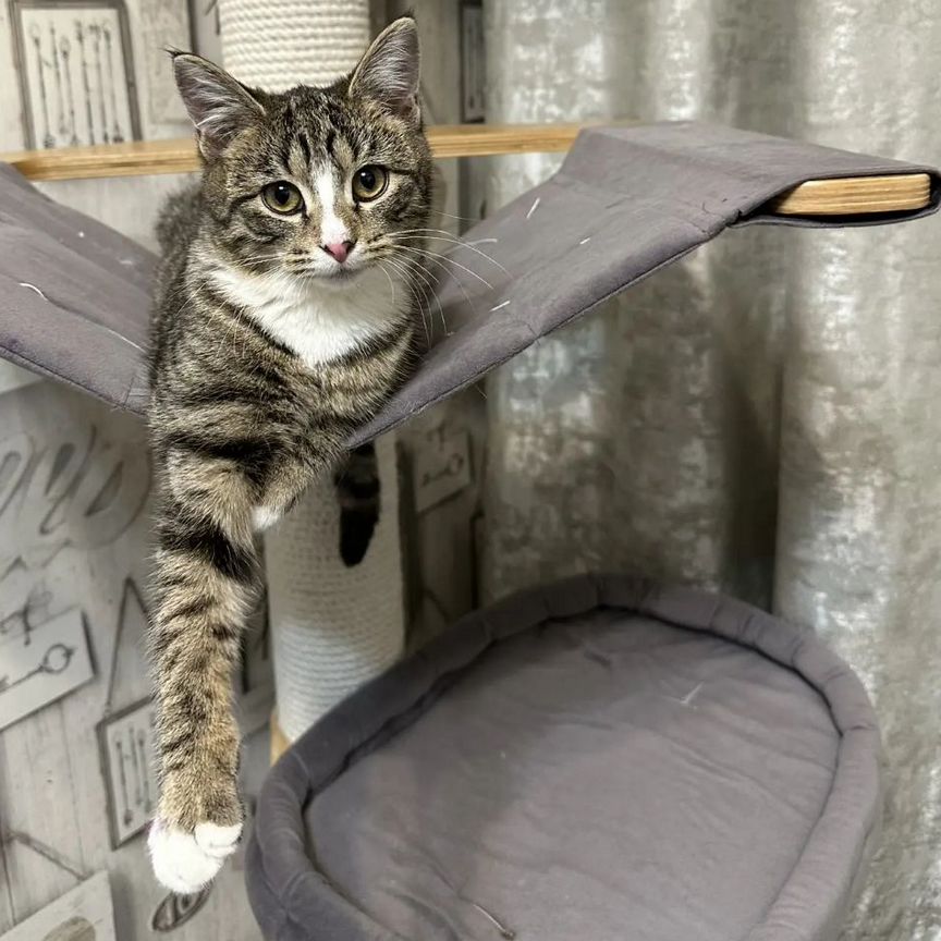 Котёнок в добрые руки