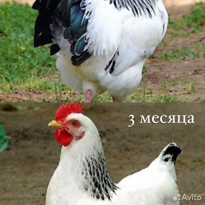Продаю петушков породы Адлерской серебристой