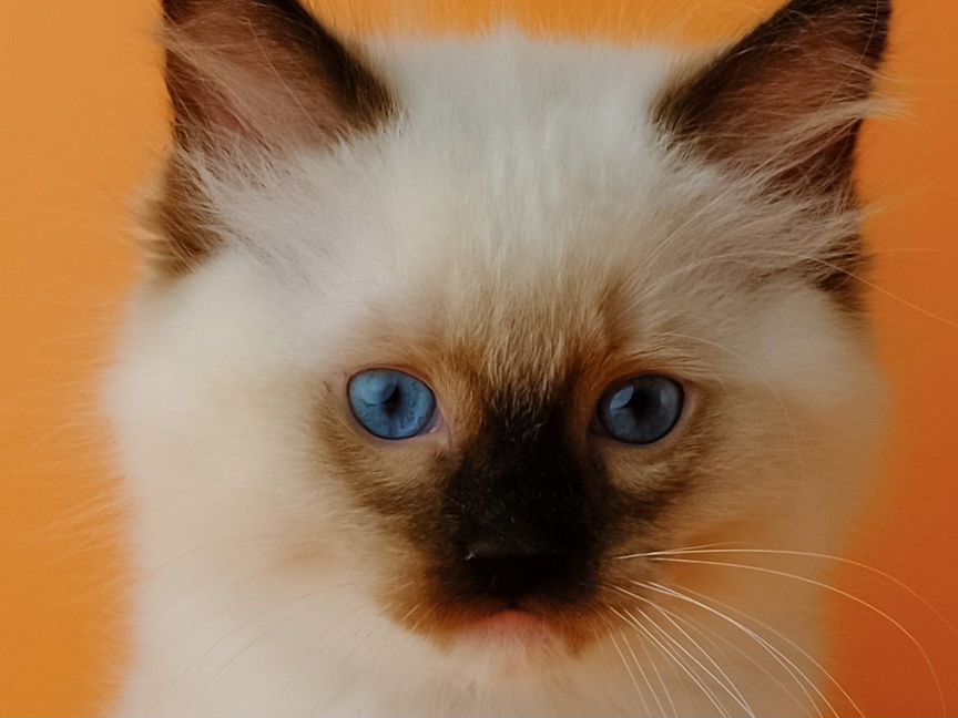 Ragdoll котик