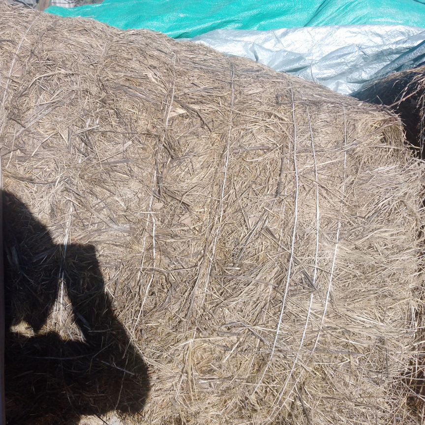 Сено в рулонах