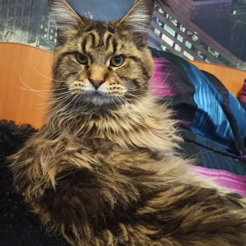 Мейн-кун котёнок