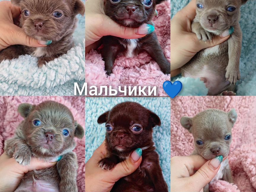 Элитные малыши чихуахуа