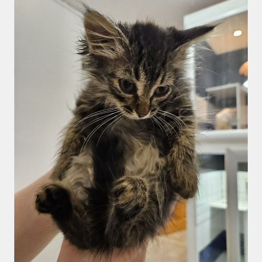 Котенок девочка в добрые руки
