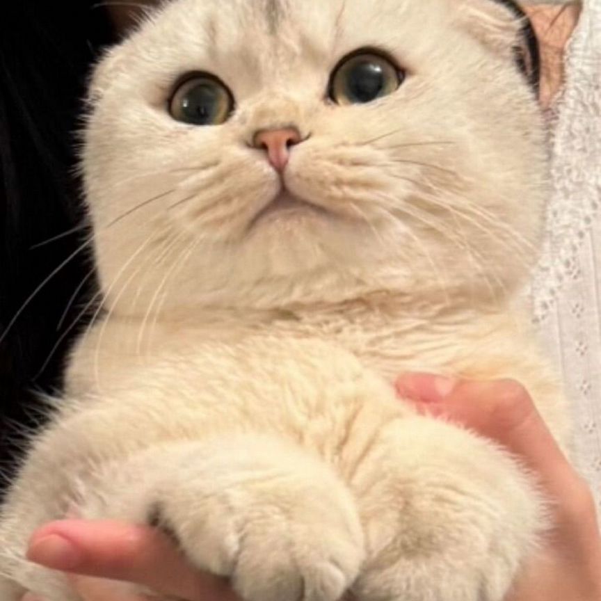 Шотландский кот