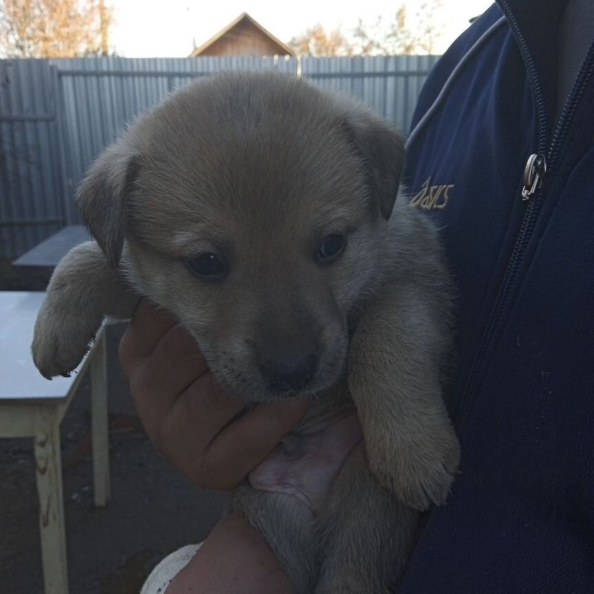 Отдам щенков. Будут хорошими друзьями вам