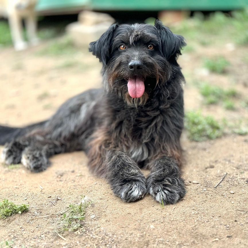 Наоми в добрые руки