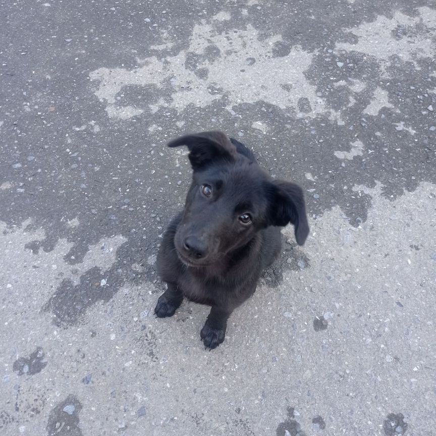 Собака (сука) 3 мес