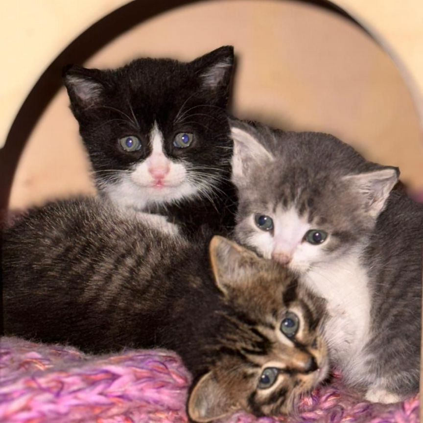 Котятам нужен дом