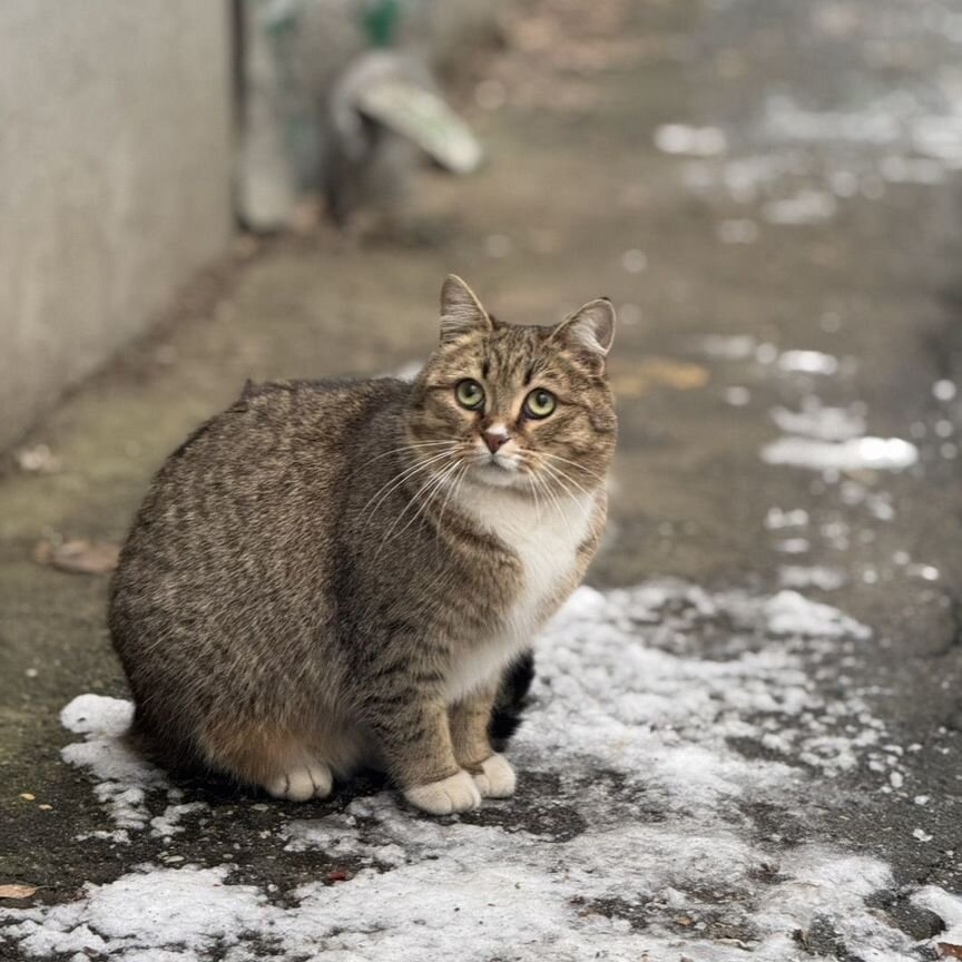Кошечка на улице ласковая