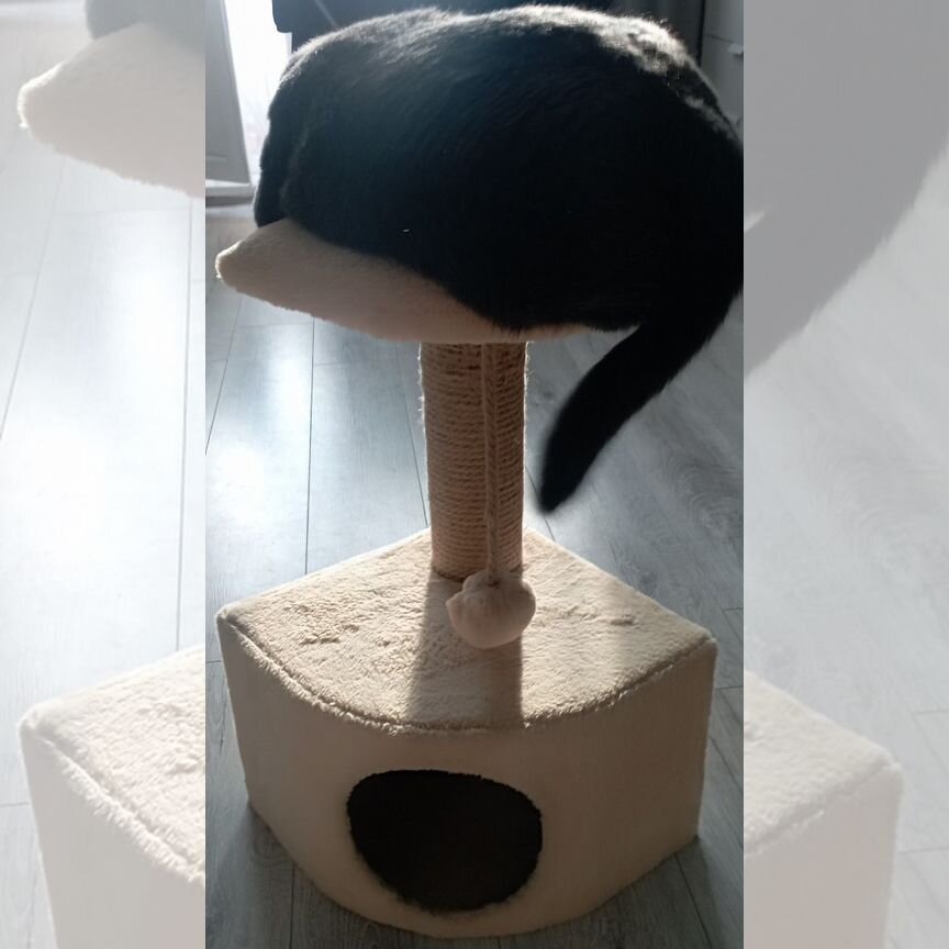 Когтеточка