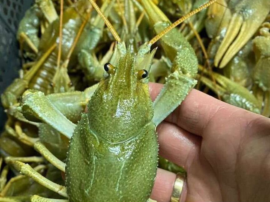 Продам живые раки